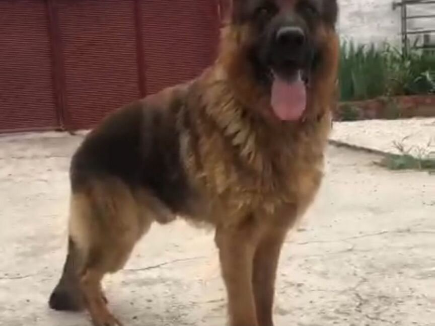 Щенки немецкой овчарки