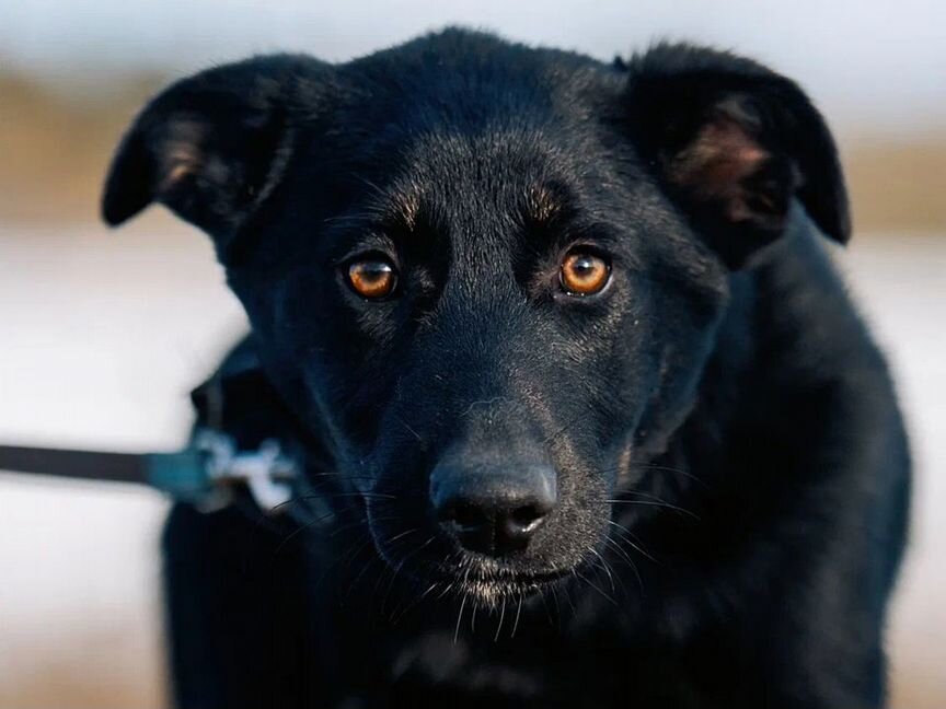 Щенки из приюта бесплатно ищет дом