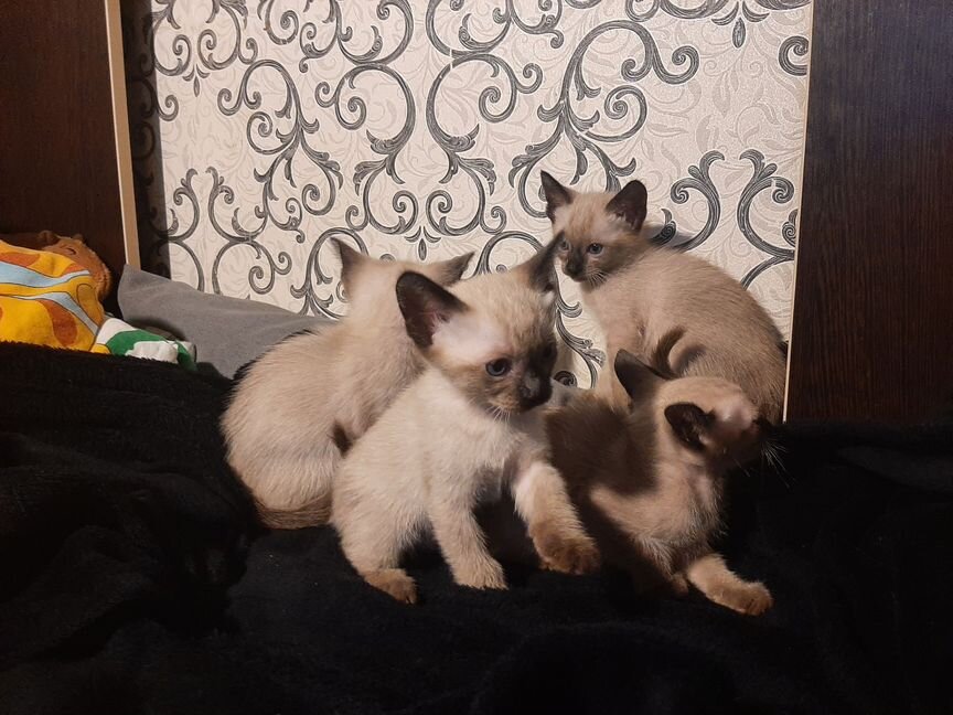 Тайские котята