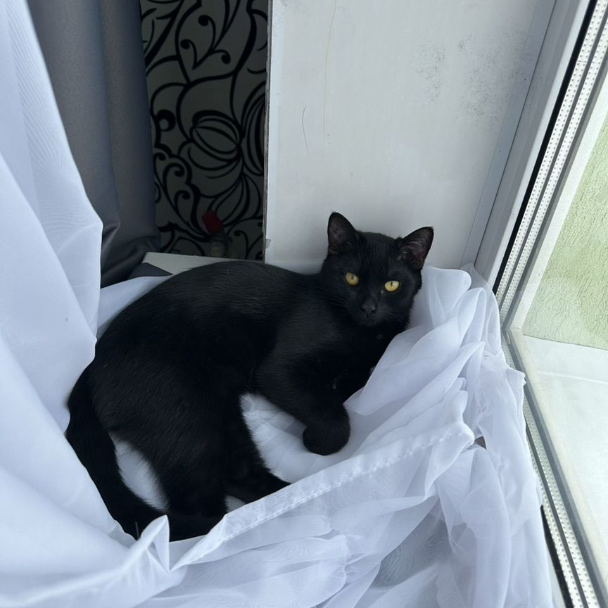 Черный кот