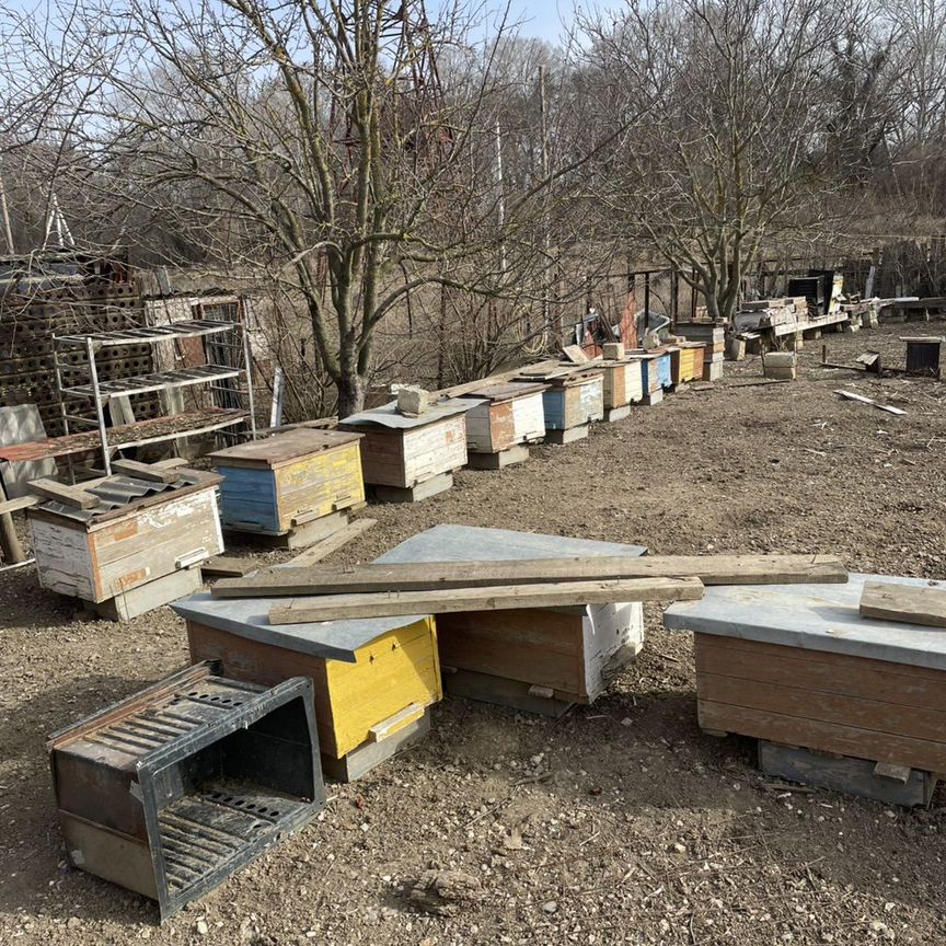 Улики для пчел