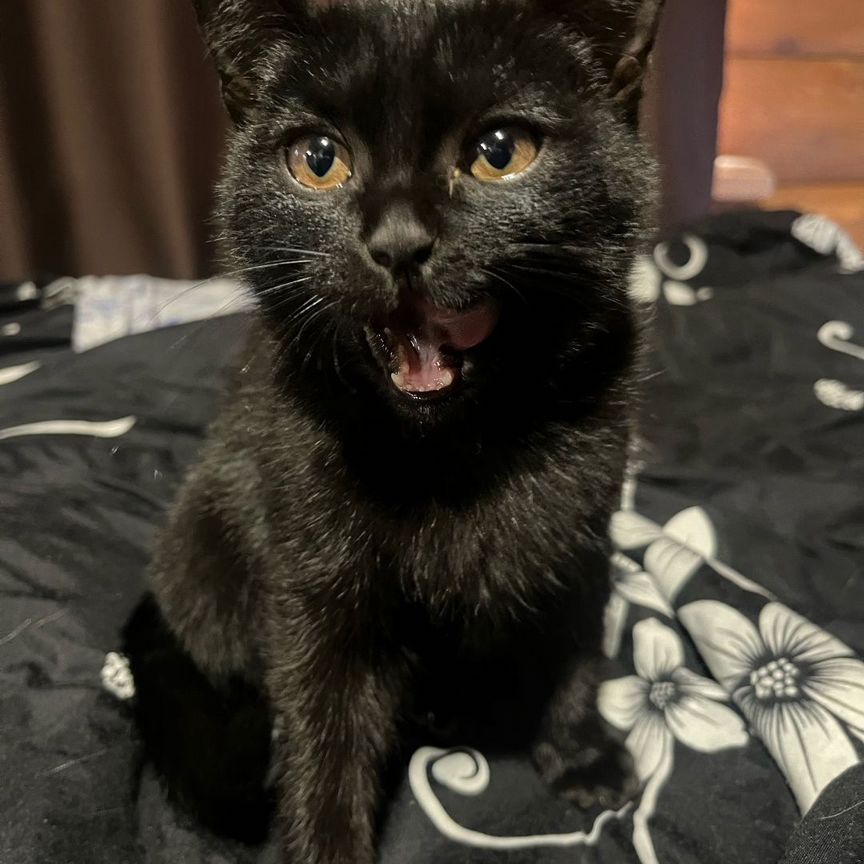 Котята в добрые руки бесплатно