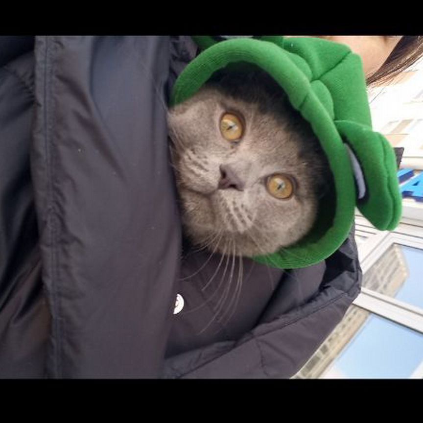 Отдам котенка в добрые руки породистые