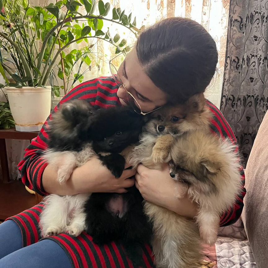 Щенки померанского шпица