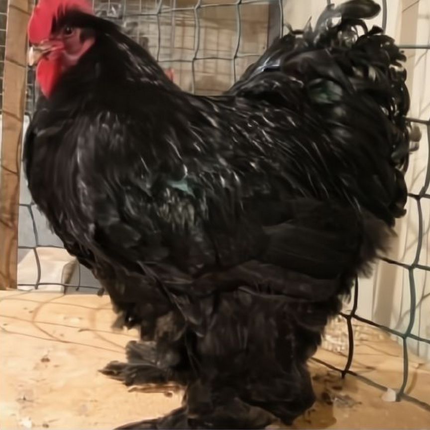 Продам петуха брама