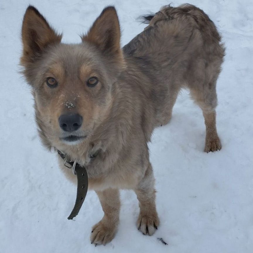 Взрослая собака в добрые руки