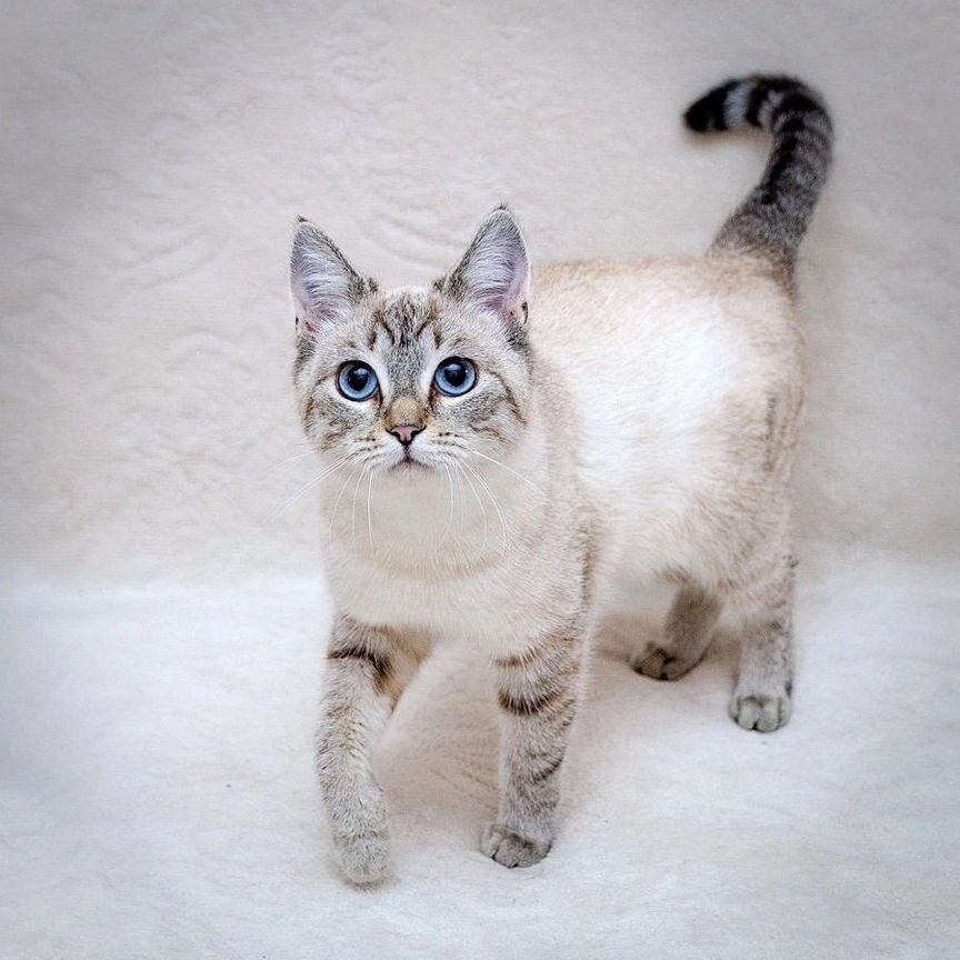 Милаша (8 мес.) стерилизована, ищет дом