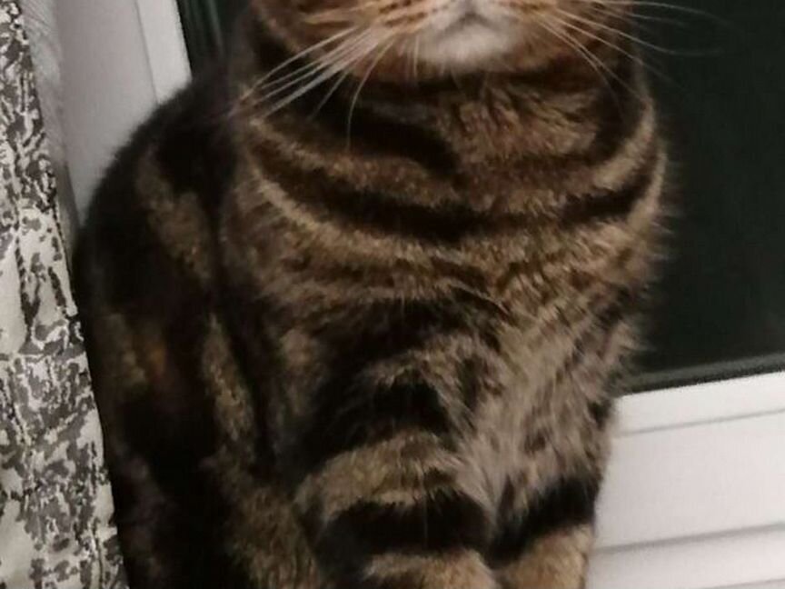 Шотландская вислоухая