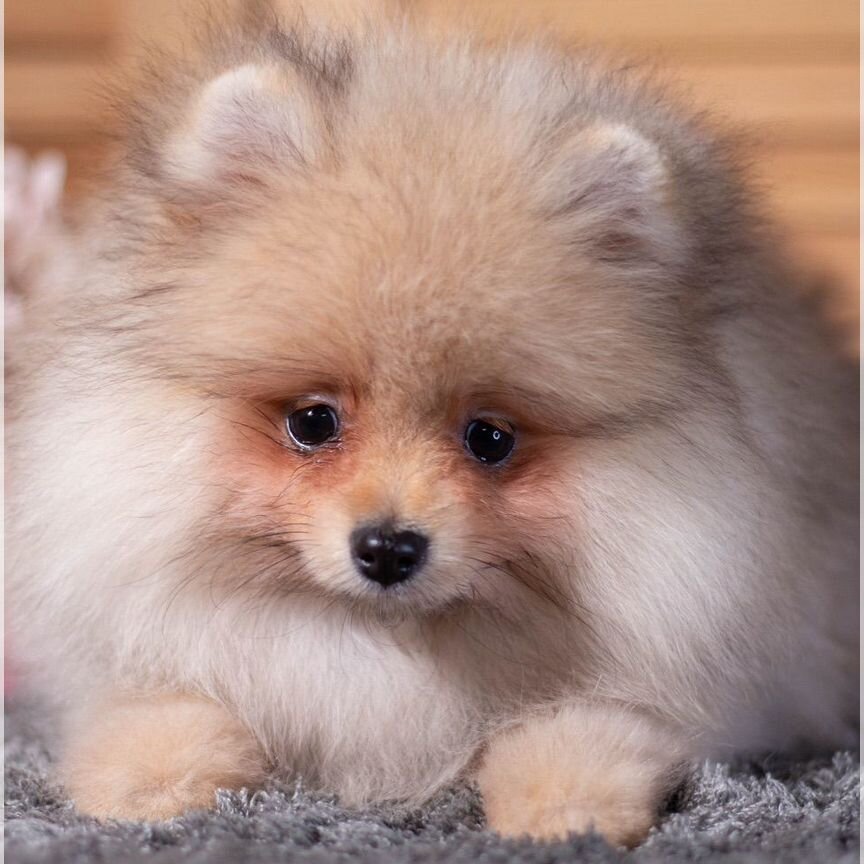 Померанский шпиц, щенок