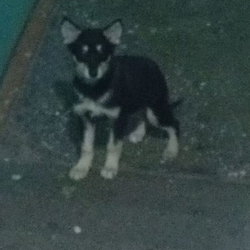 Щенок в добрые руки