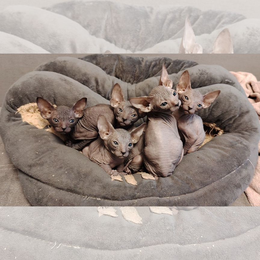 Донской сфинкс котёнок