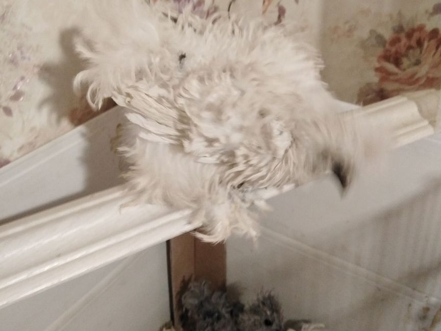 Карликовый петух. Сизли