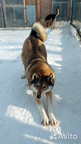 Дина в приюте ищет дом