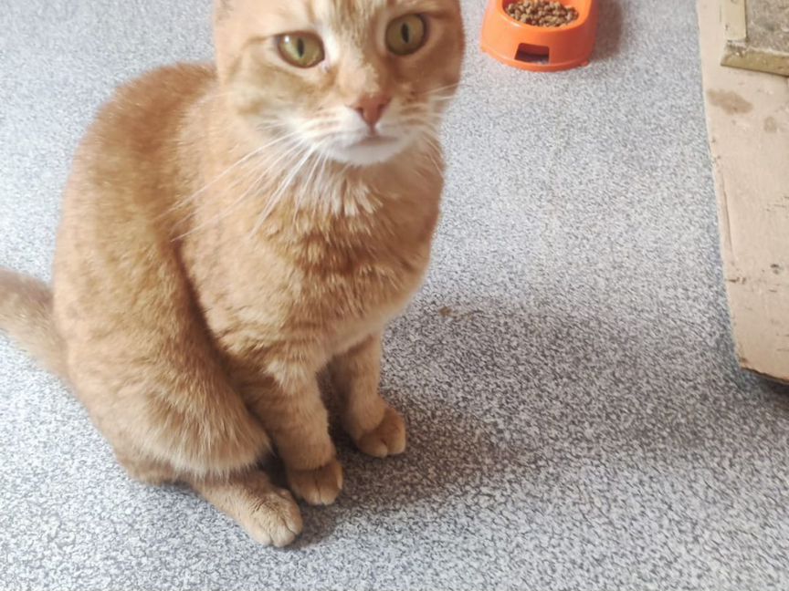 Ласковая кошечка в добрые руки