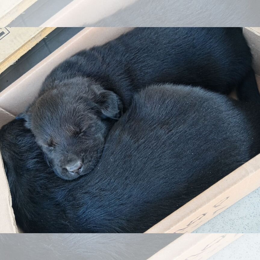 Щенок лабрадора бесплатно