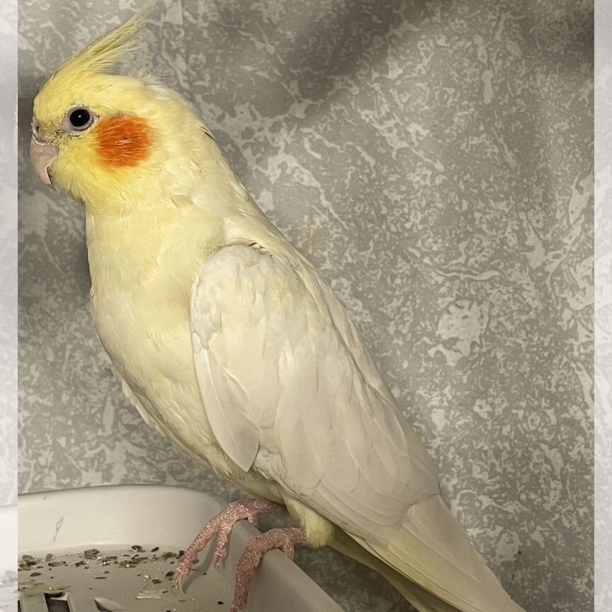 Попугай корелла девочка