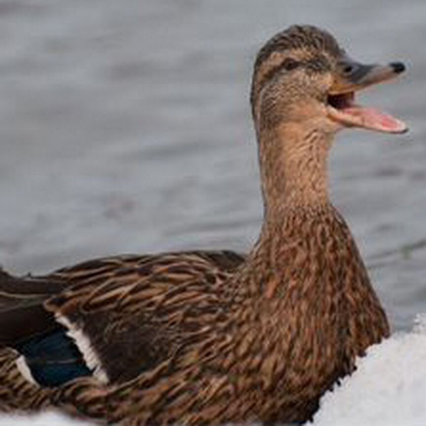 Подсадные утки