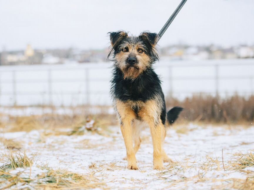 Собака в добрые руки