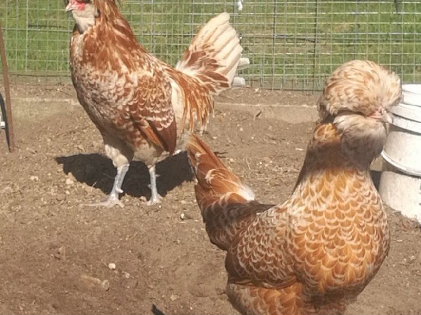 Семья падуанов 4+1