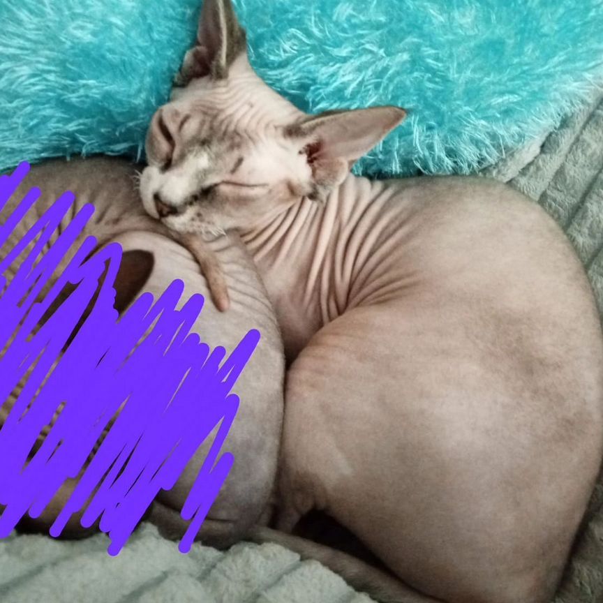 Канадский сфинкс бесплатно