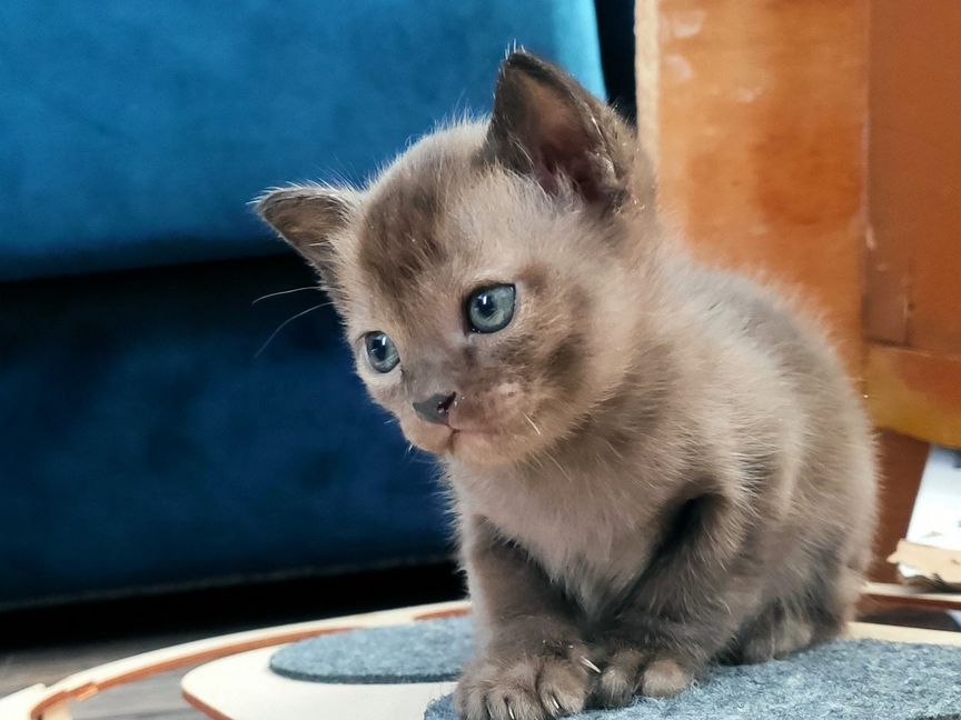 Бурманские котята с родословной