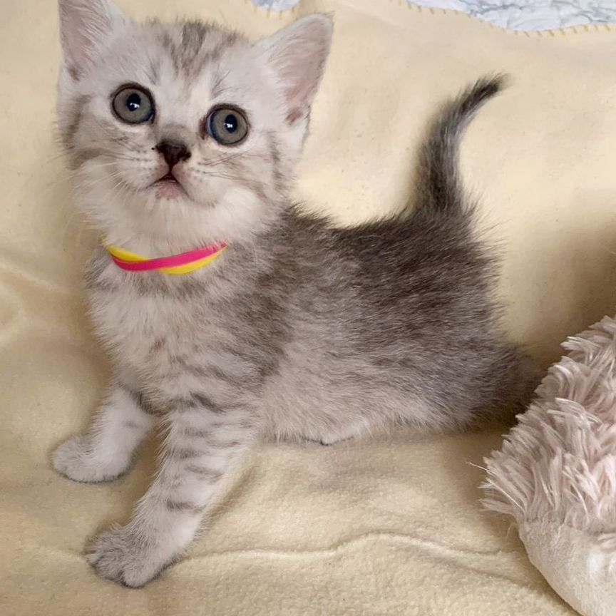 Шотландская кошечка
