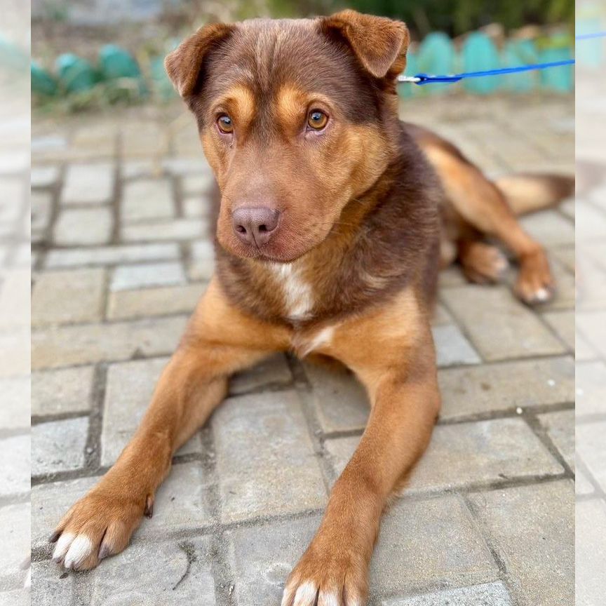 Собака в добрые руки