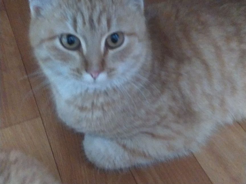 Котенок 5 месяцев