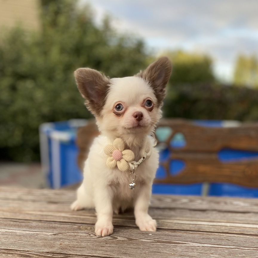 Чихуахуа мальчик Кокос