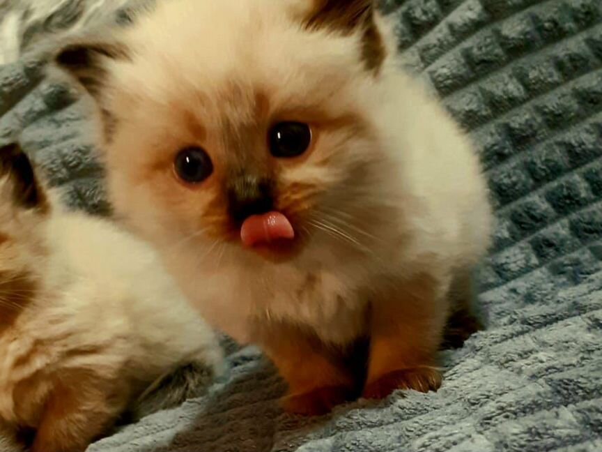 Невская маскарадная котята