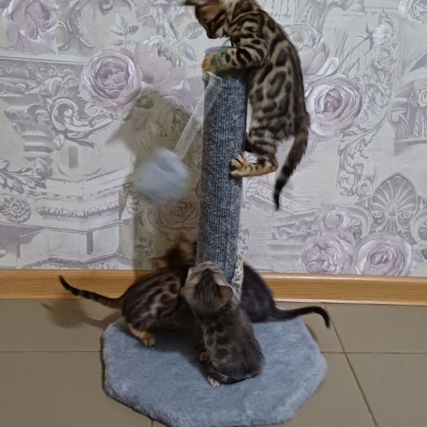 Бенгальские котята розетка на золоте и угольные