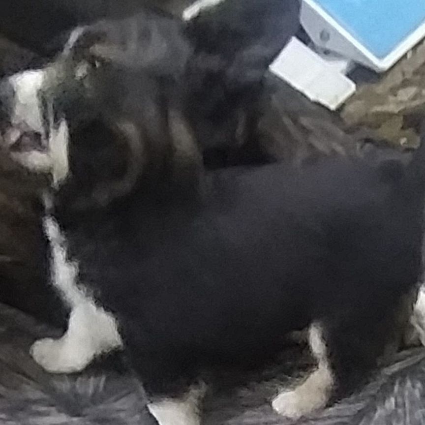 Щенок корги