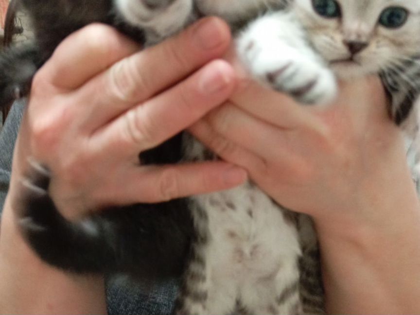 Шотландские вислоухие котята