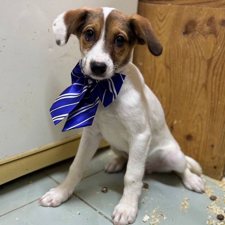 Щенок в добрые руки