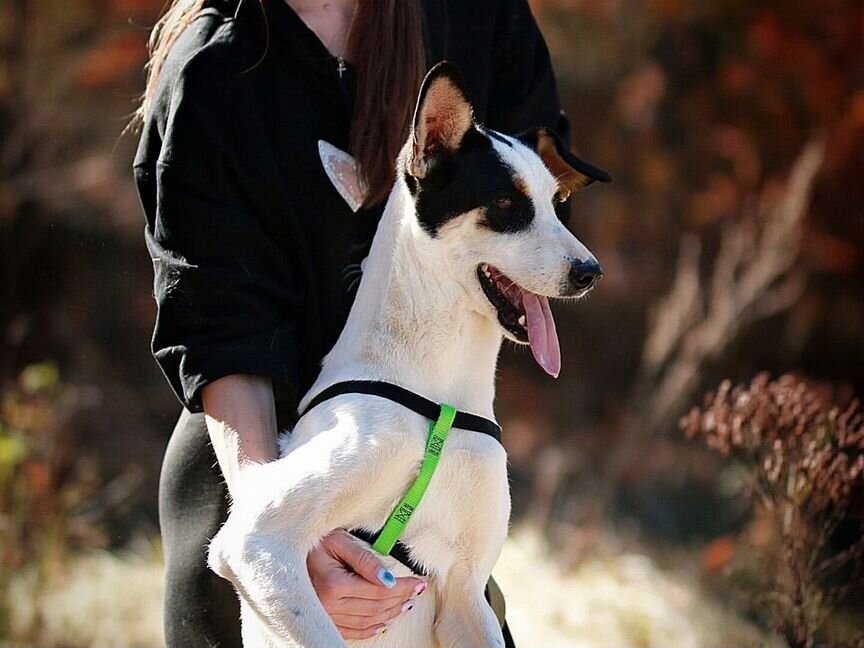 Бланка в добрые руки