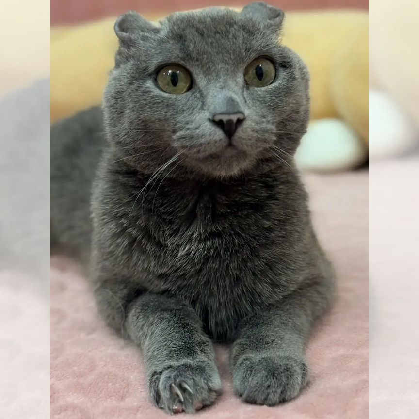 Русский голубой котёнок