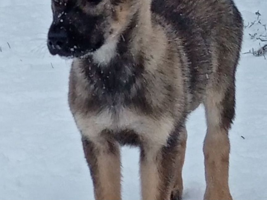 Метис малинуа