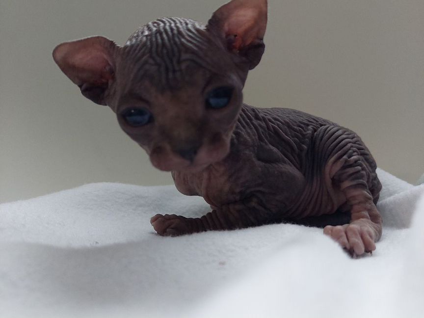 Канадский сфинкс