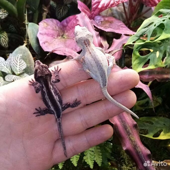 Ушастый бананоед