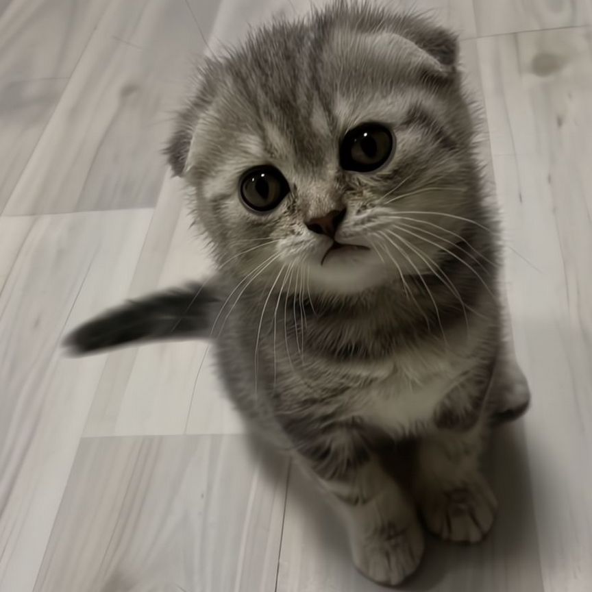 Шотландский вислоухий короткошёрстный котёнок