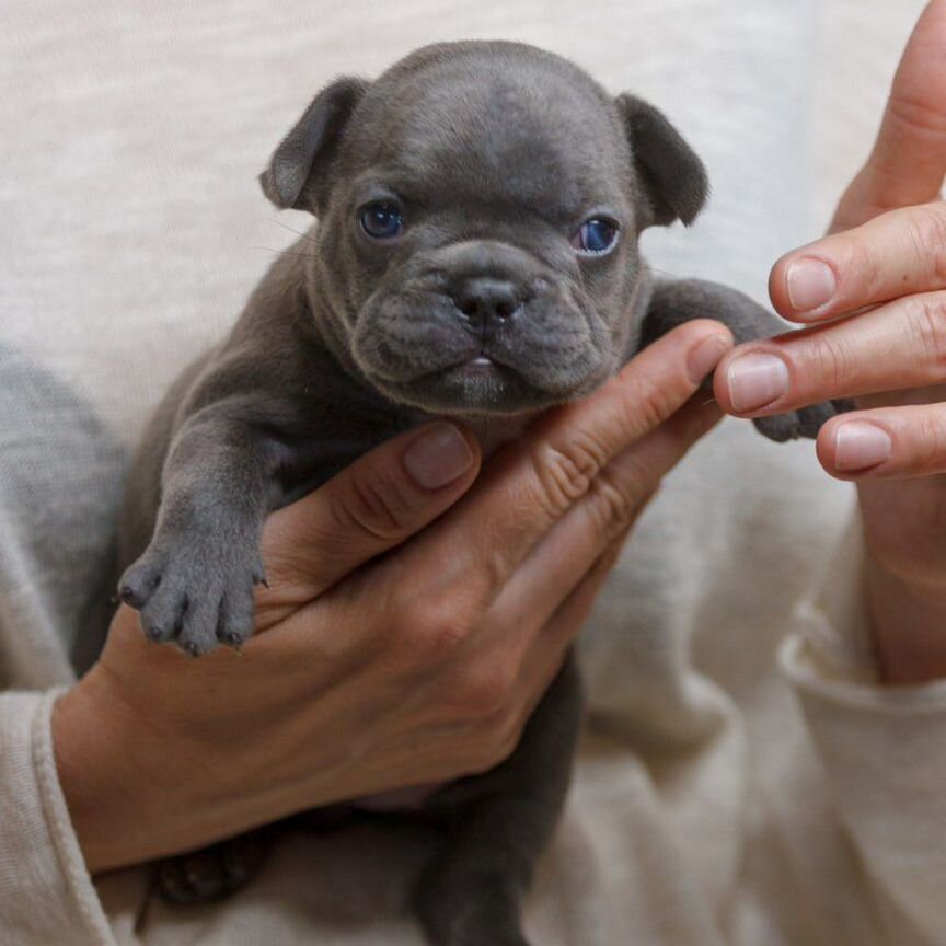 Французский бульдог голубой