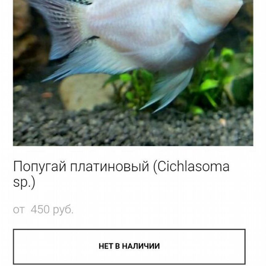 Рыбка попугай платина