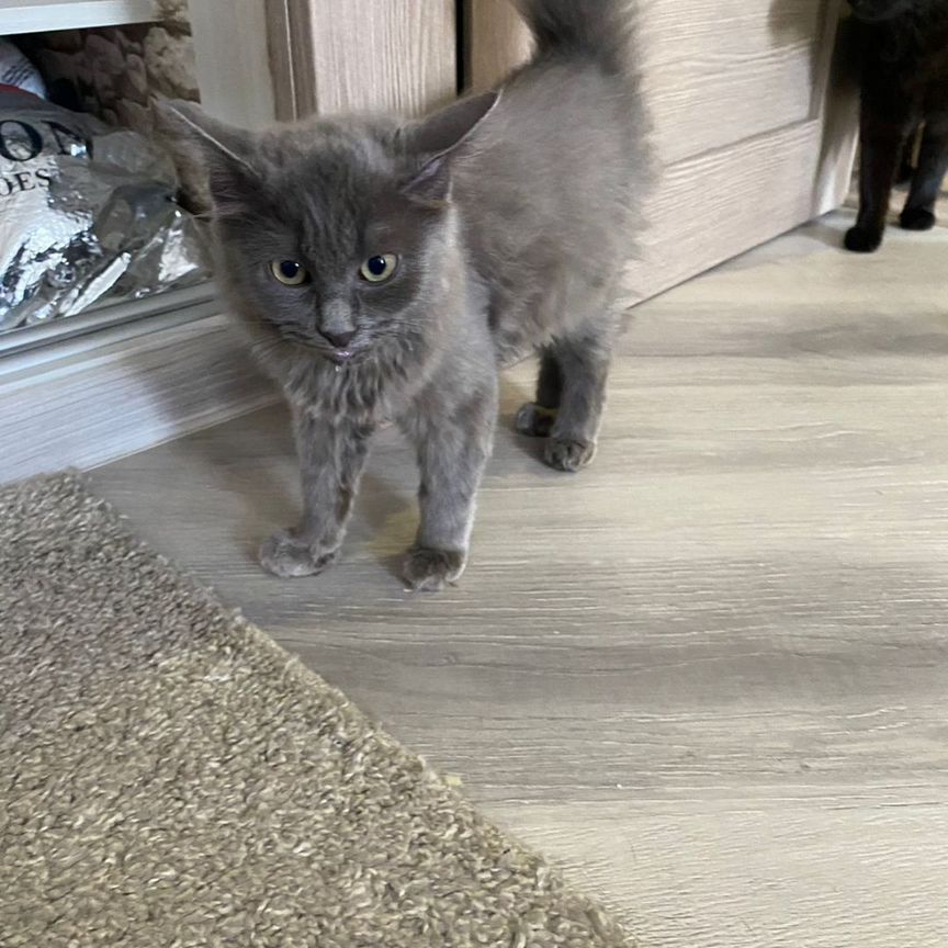 Котенок девочка в добрые руки