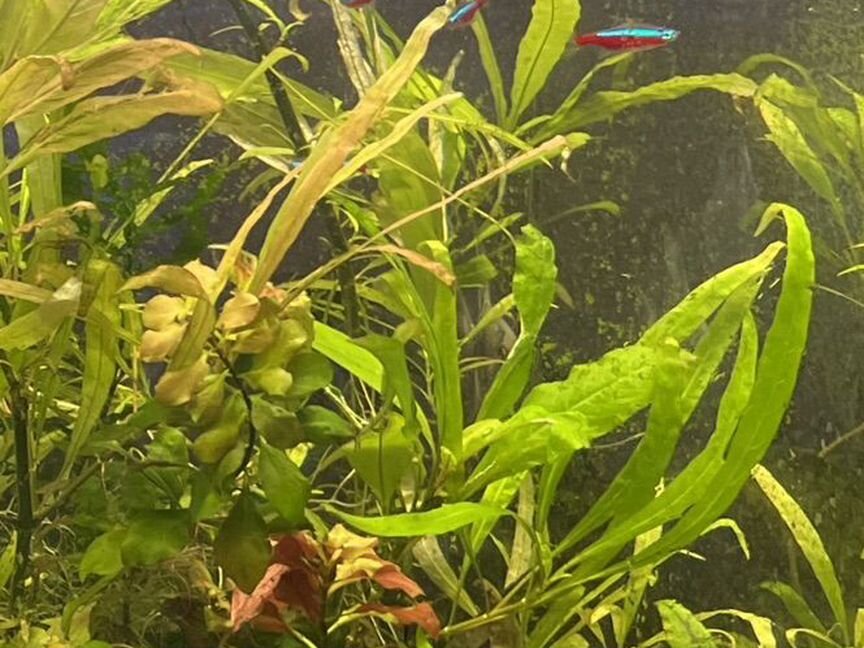 Стая неонов