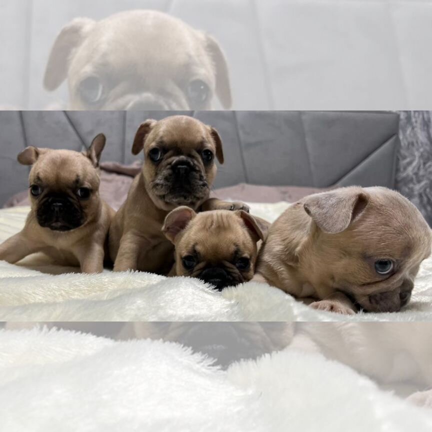 Французский бульдог щенки