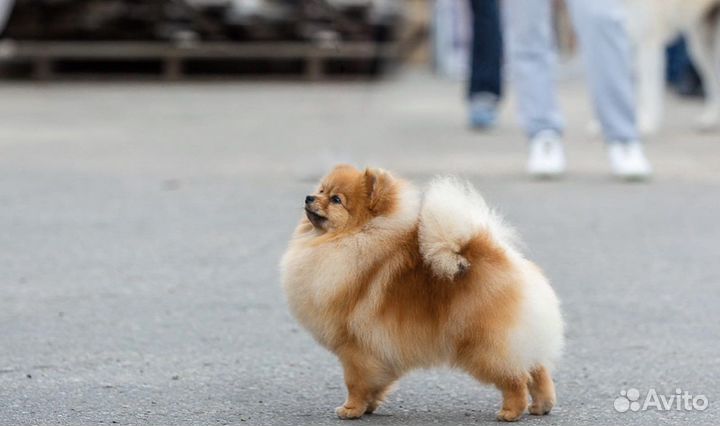 Вязка