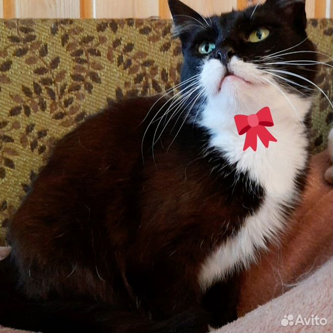 Кошечка Мотя в добрые руки