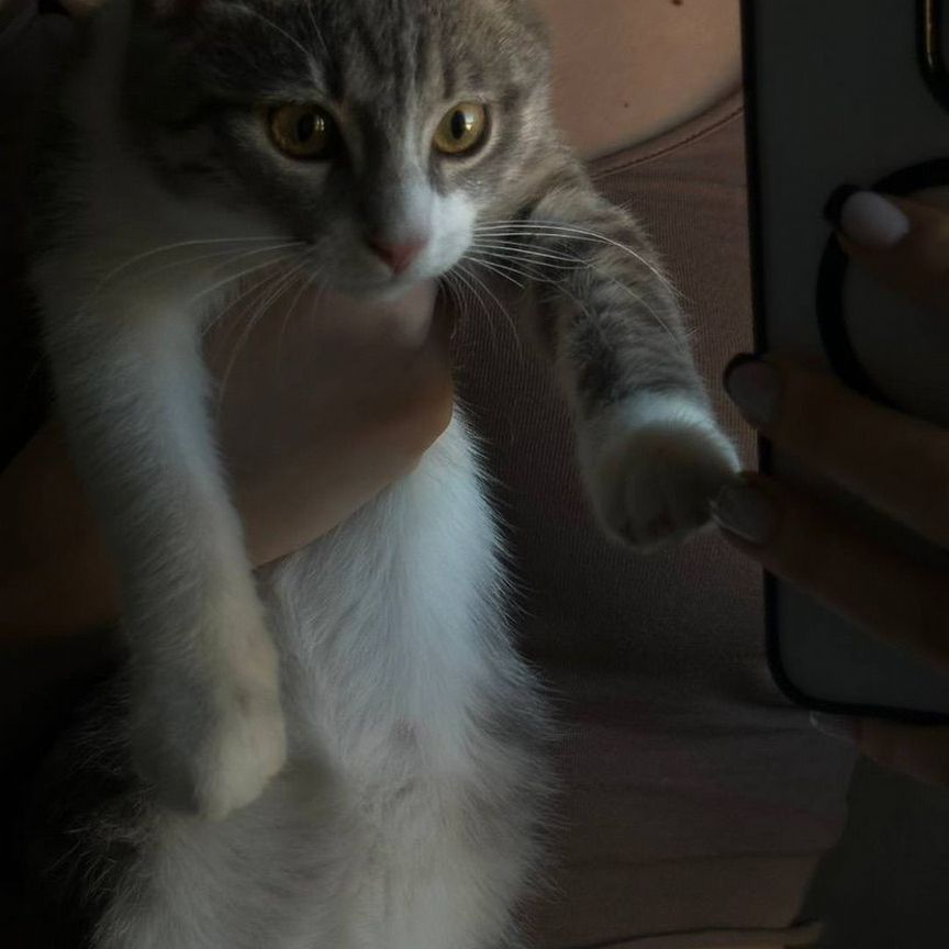 Кошечка- Бэлли