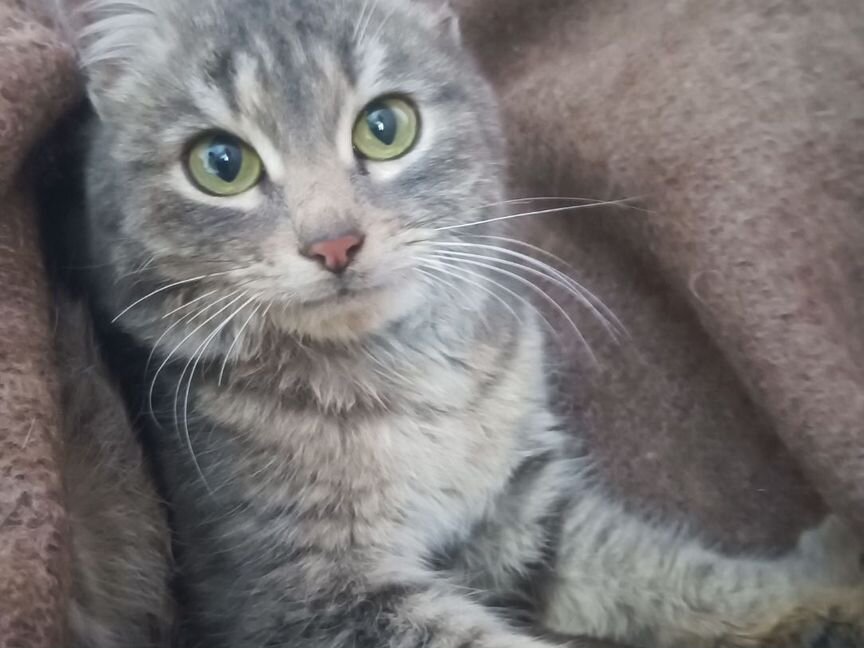 Котенок в добрые руки