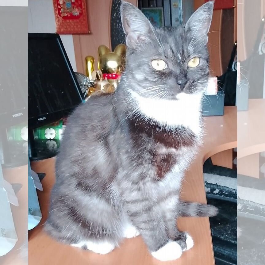 Кошечка Тифани